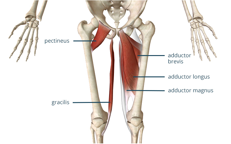 Adductor Muscle Anatomy Anatomy Of The Hip Adductor Muscles AGXF Adductor Muscle Anatomy Anatomy Of The Hip Adductor Muscles AGXF